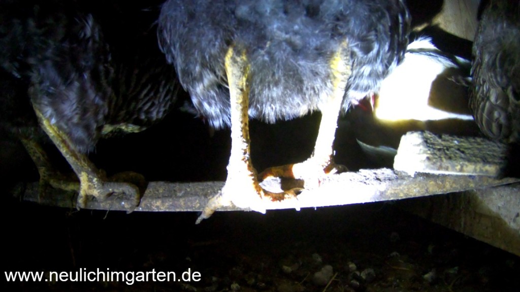 Rote Vogelmilben finden und bekämpfen. (Video) – Selbstversorgung aus ...